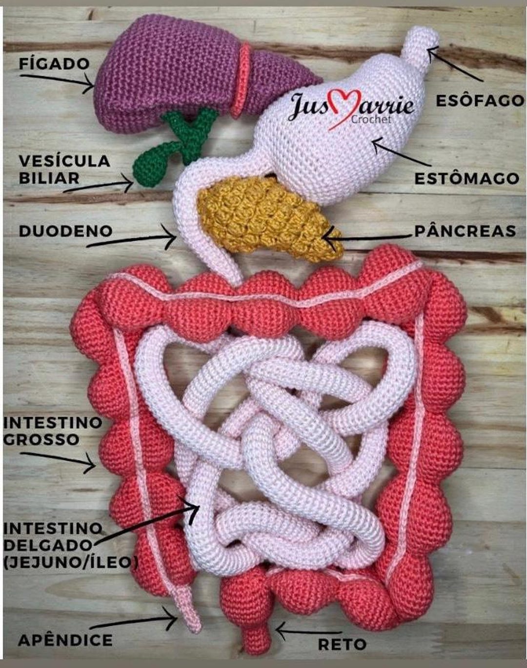 Digestive System Crochet English Ebook (PDF File) - Etsy