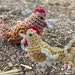 Crochet Hawk Pattern, Akira Amigurumi Buzzard Instruction, Mini Falcon ...