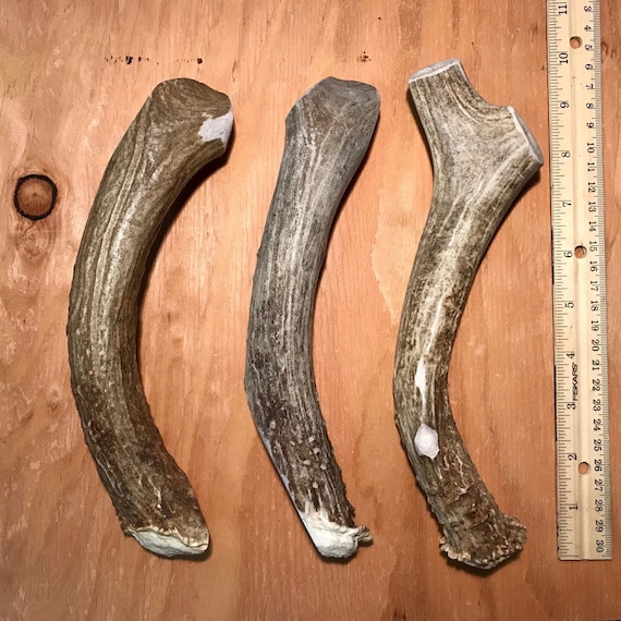 Grade A Brown super Dense Jumbo Mule DEER Antler Dog - Etsy