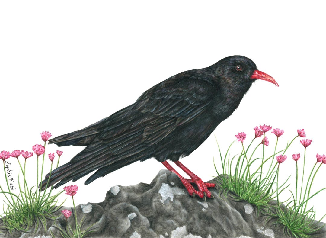The Cornish Chough by British Wildlife Artist Sophie Nash - Mounted ...
