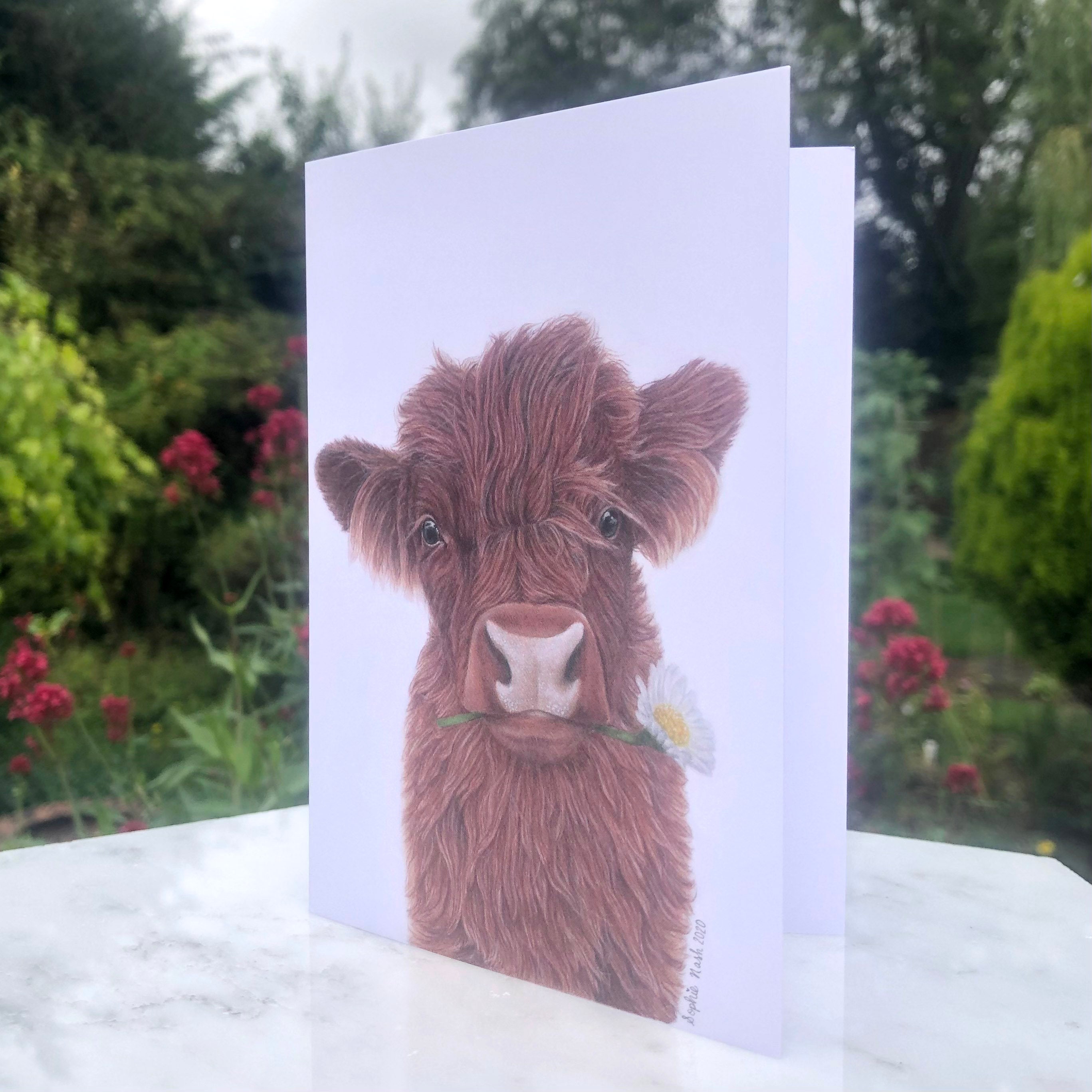 Fluffy Highland Cow Calf Card by Wildlife Artist Sophie Nash - Etsy