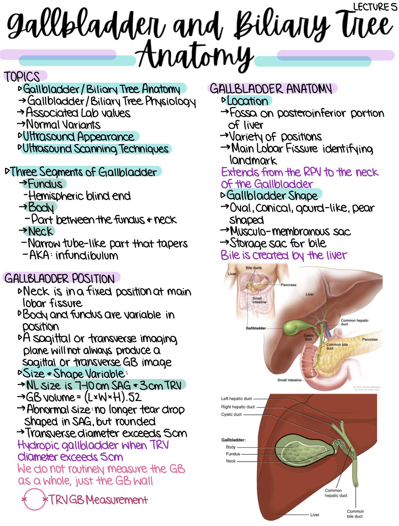 Gallbladder and Biliary Tree Ultrasound DOWNLOAD Notes PDF Ultrasound ...