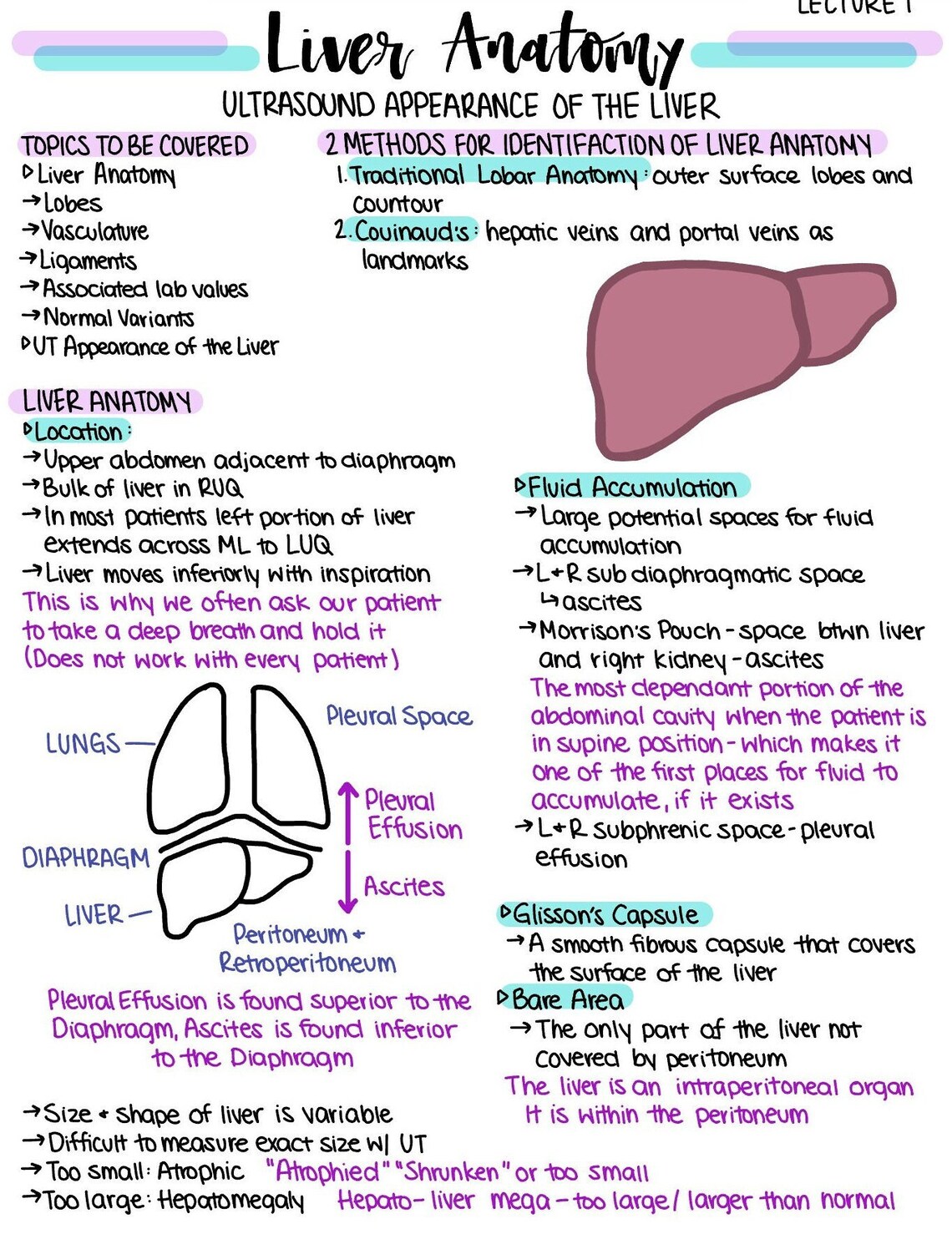 Liver Ultrasound DOWNLOAD Lecture Notes PDF Ultrasound School for ...