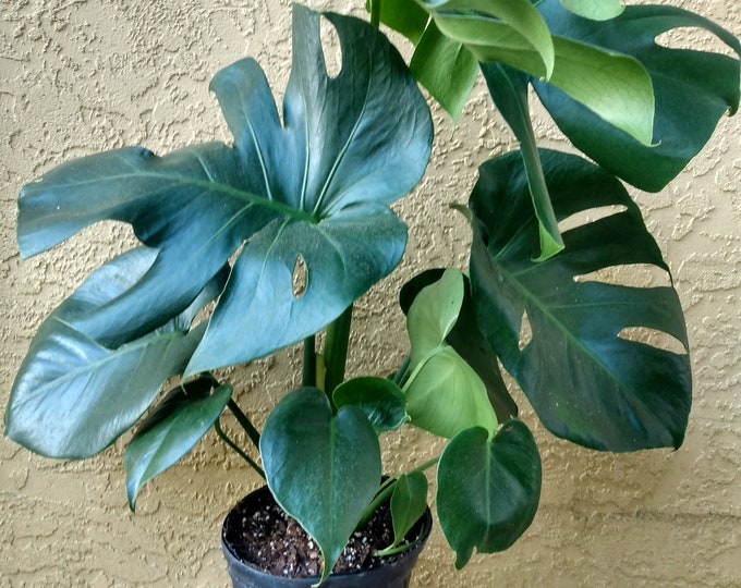 Monstera Deliciosa 1 Gallon Overgrown - Etsy