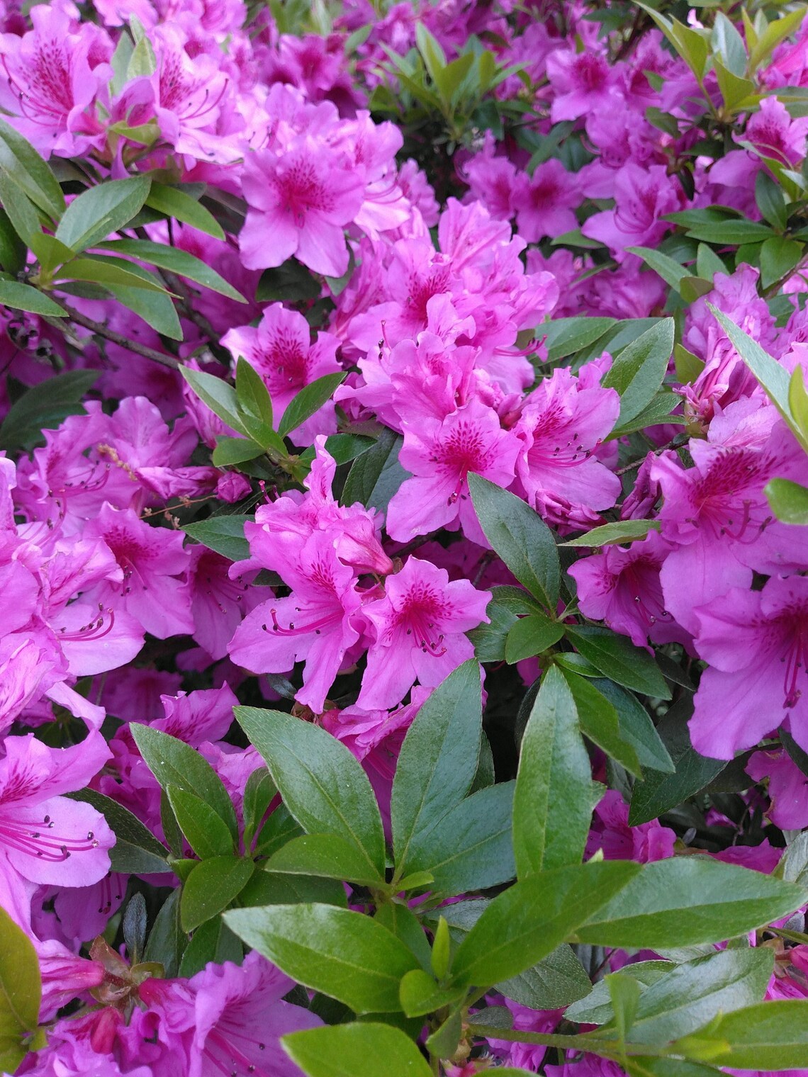 Purple Formosa Azalea Live Plant - Etsy