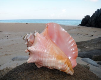 Conch Shell | Etsy