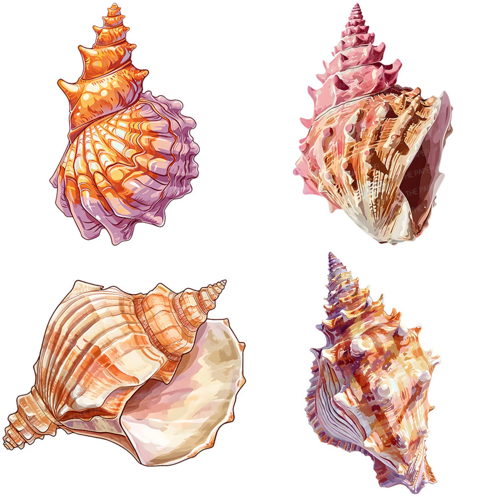 Conch Shell PNG Seashell Conch Clip Art Under the Sea Creature Seashell ...