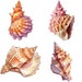 Conch Shell PNG Seashell Conch Clip Art Under the Sea Creature Seashell ...
