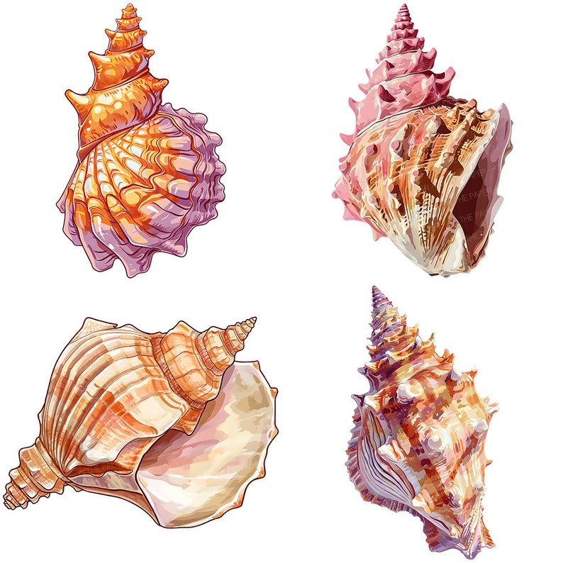 Conch Shell PNG Seashell Conch Clip Art Under the Sea Creature Seashell ...