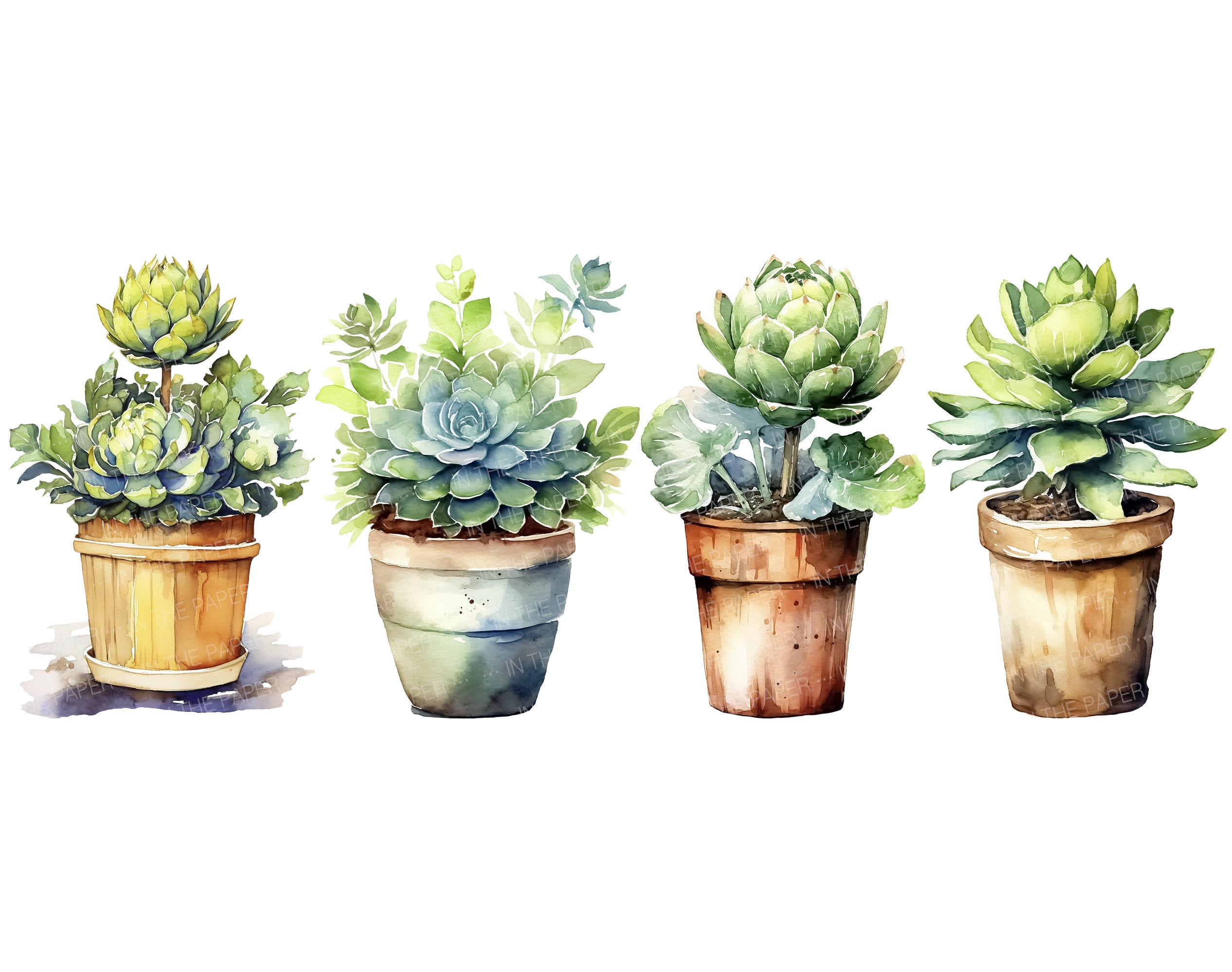 Watercolor Succulent Potted Plants PNG | Greenery Clipart Cactus Aloe ...
