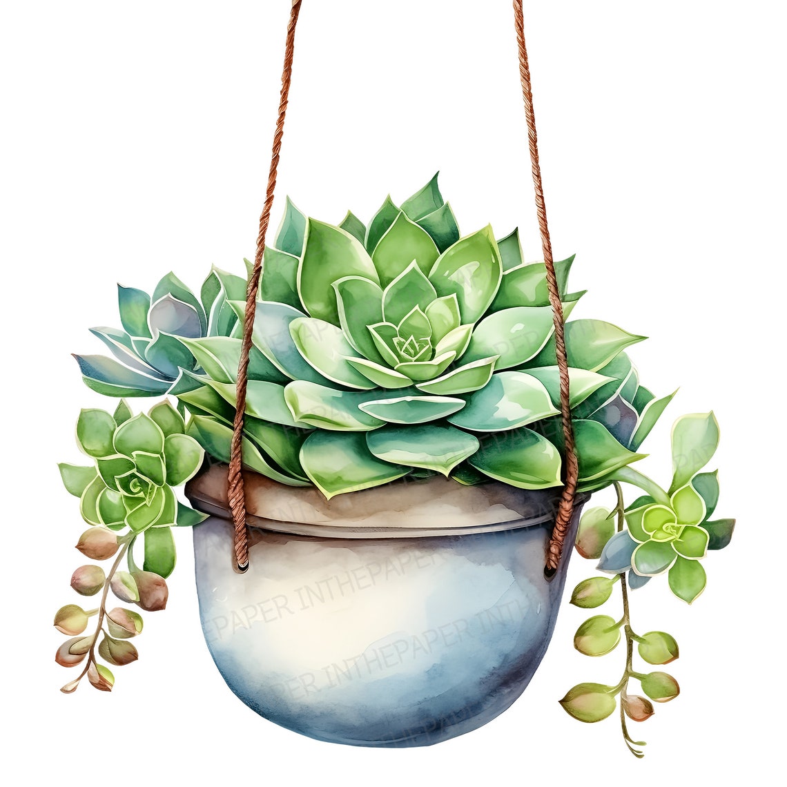 Hanging Succulent Garden PNG Watercolor Clip Art Flower Vine - Etsy