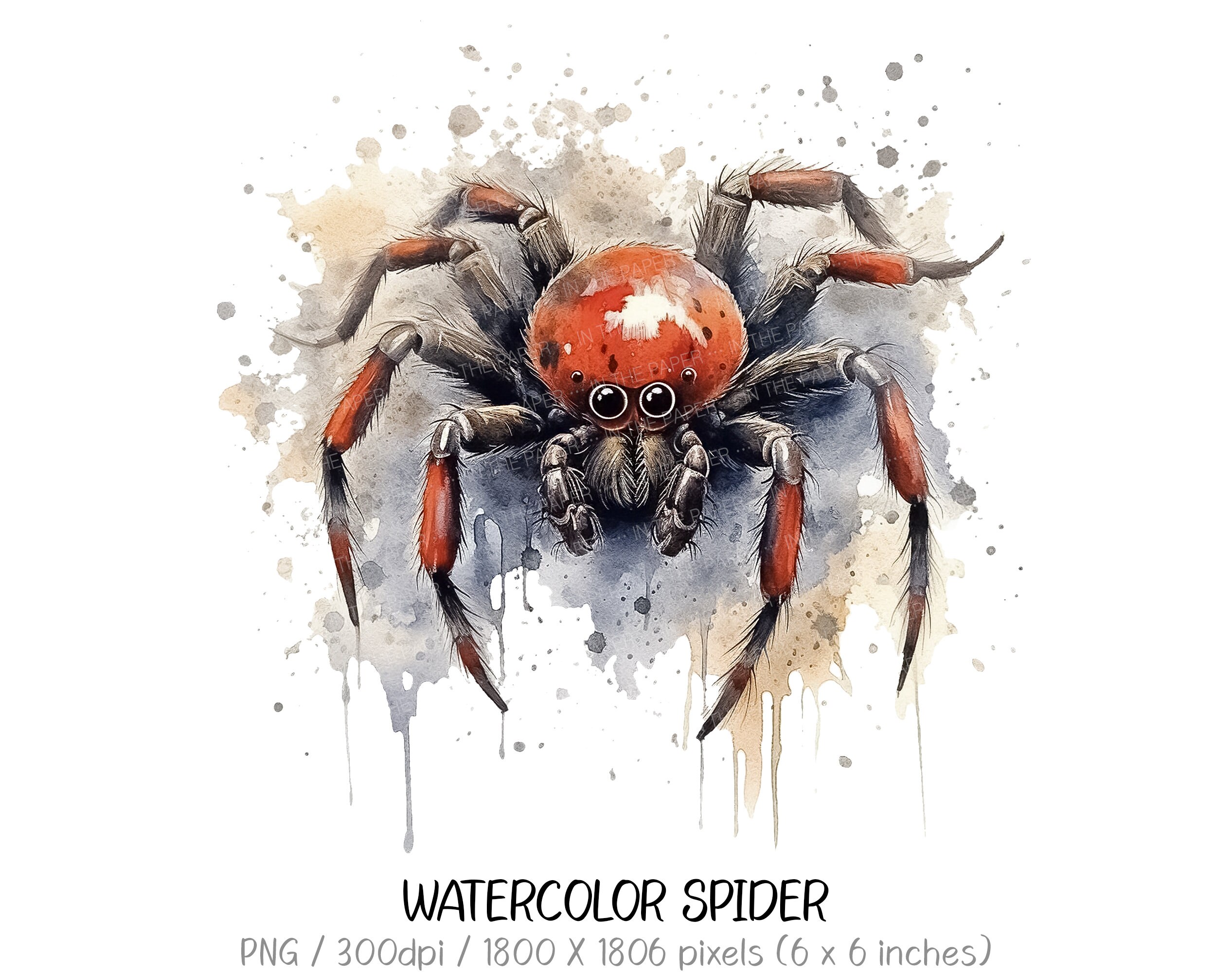 Watercolor Spider PNG Clip Art Tarantula Insect - Etsy