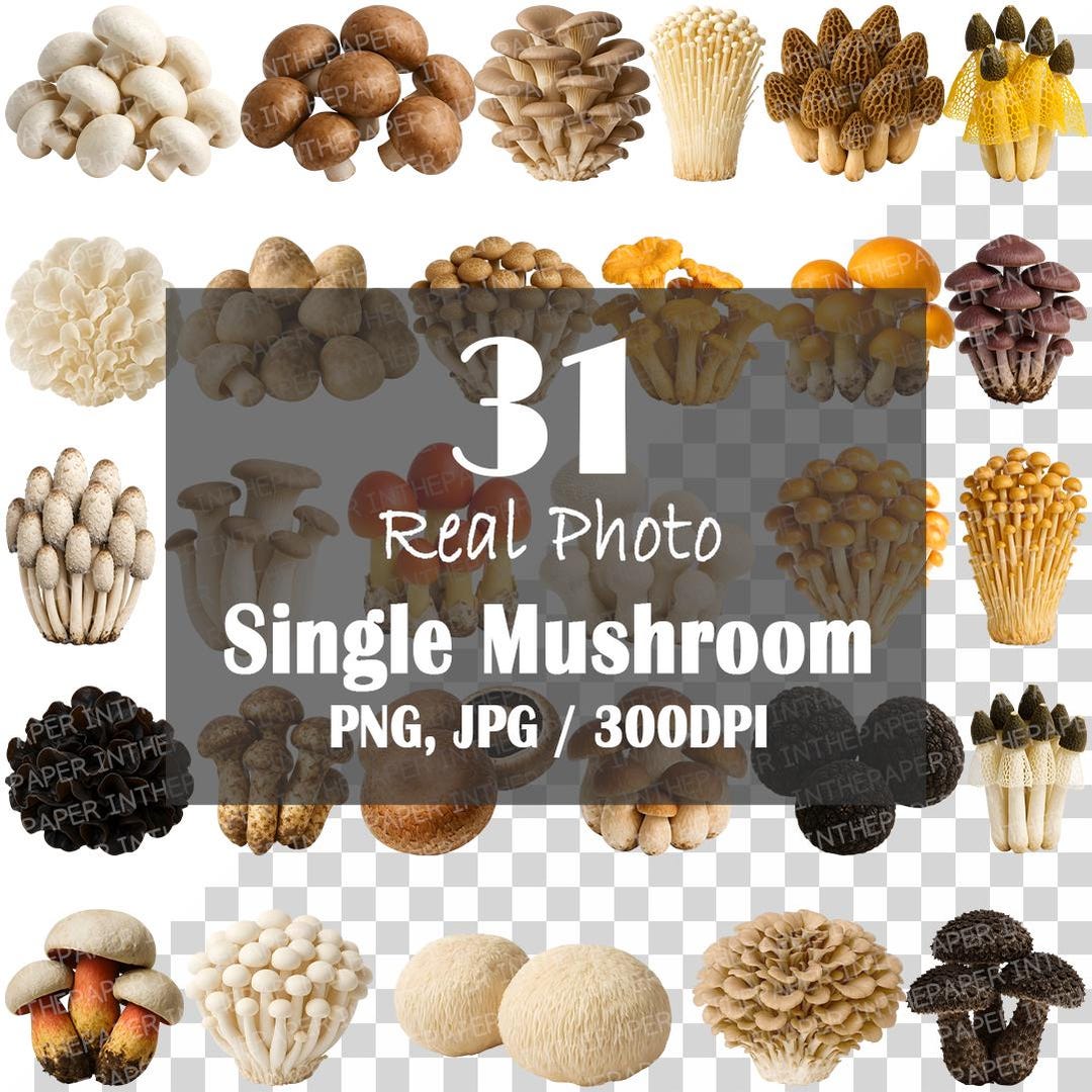 Single Mushroom Photo | Wild Fungi Species Edible Forest Ingredient ...