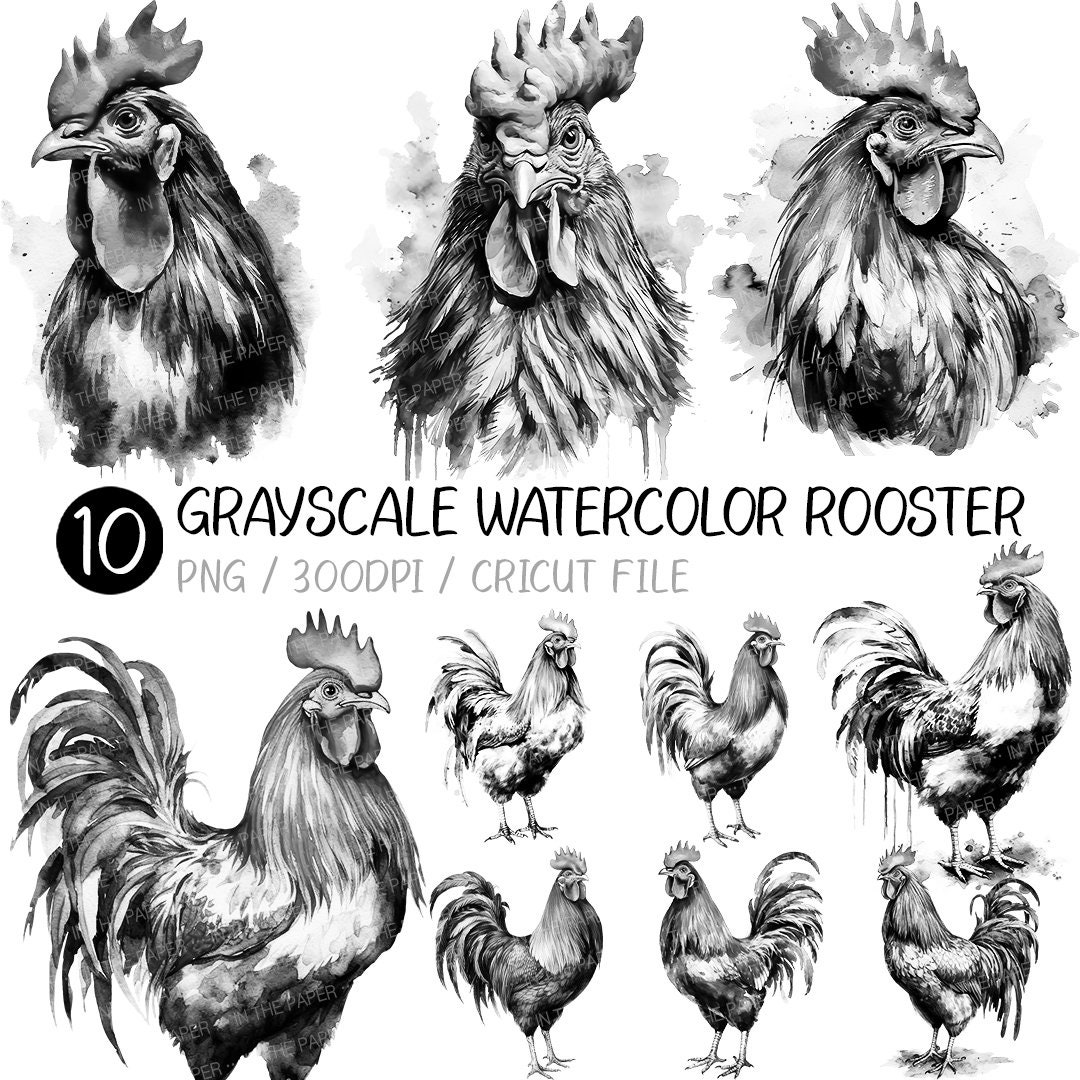 Grayscale Watercolor Rooster PNG Animal Clip Art Nursery Chicken Hen ...