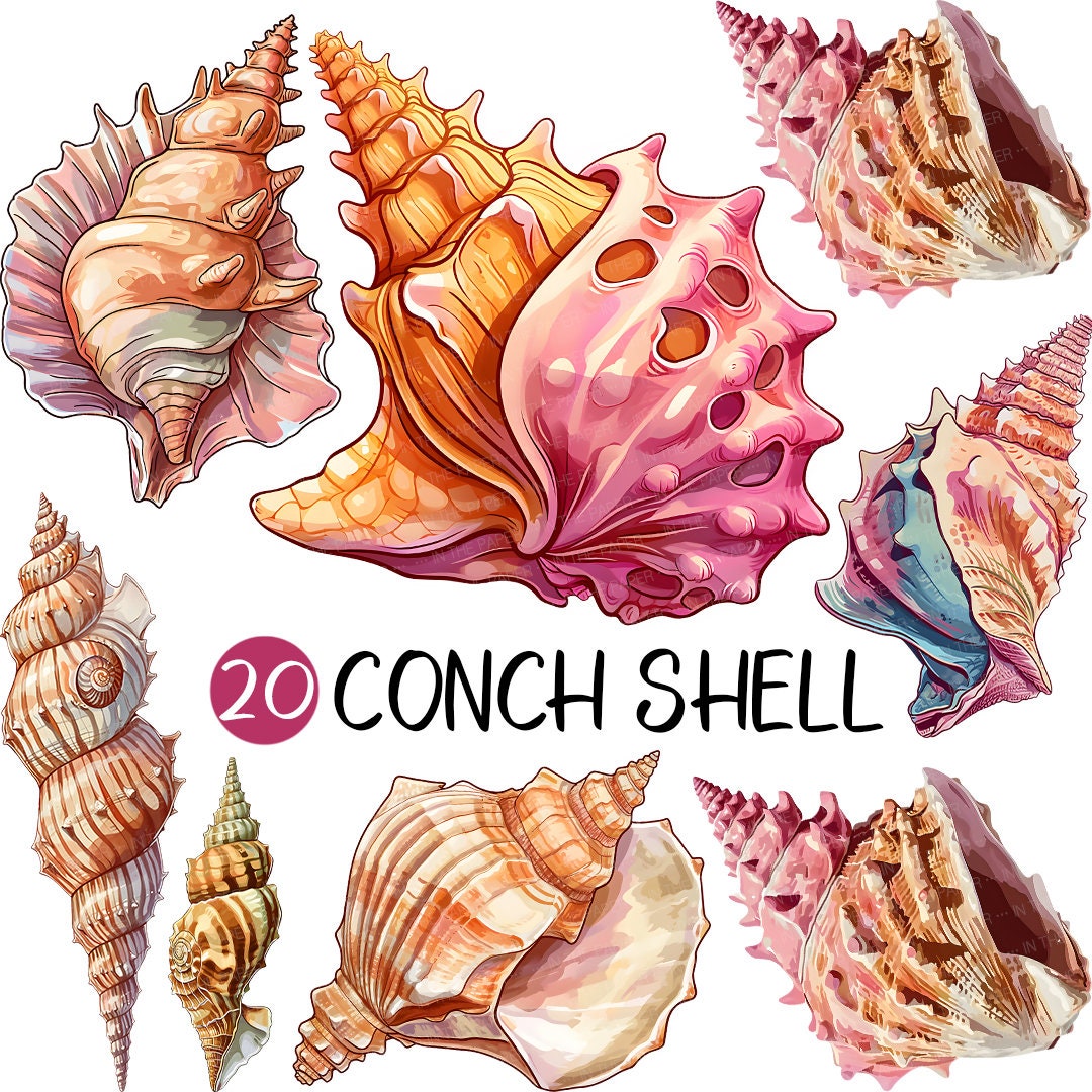 Conch Shell PNG | Seashell Conch Clip Art Under the Sea Creature ...