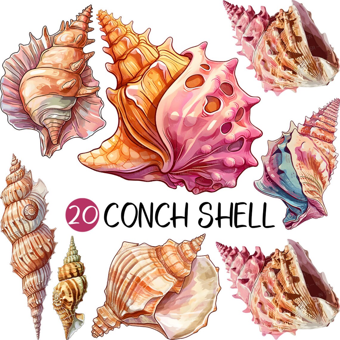 Conch Shell PNG Seashell Conch Clip Art Under the Sea Creature Seashell ...