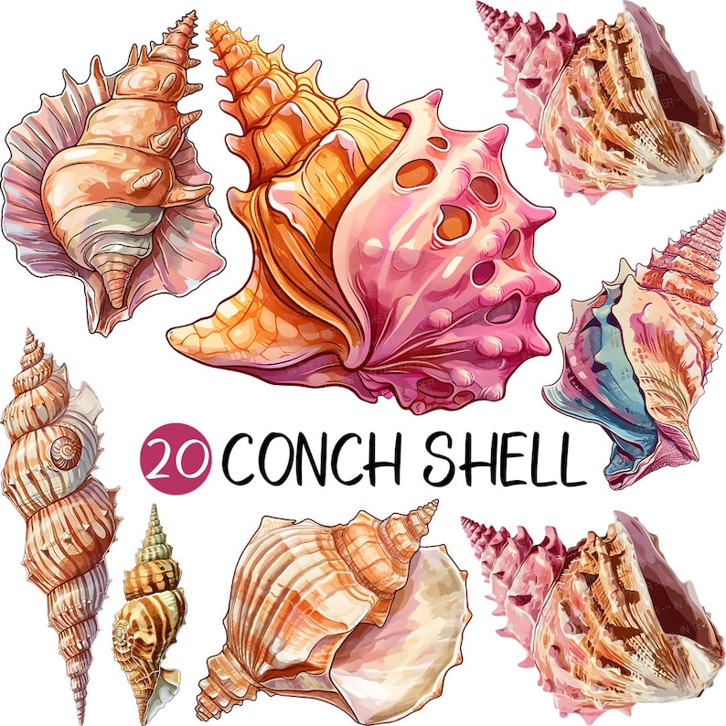 Conch Shell PNG Seashell Conch Clip Art Under the Sea Creature Seashell ...