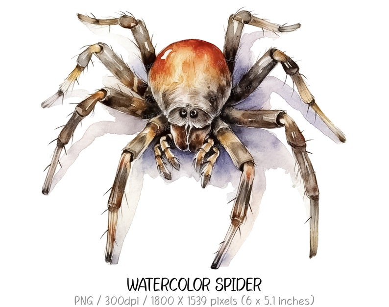Watercolor Spider PNG Clip Art Tarantula Insect - Etsy