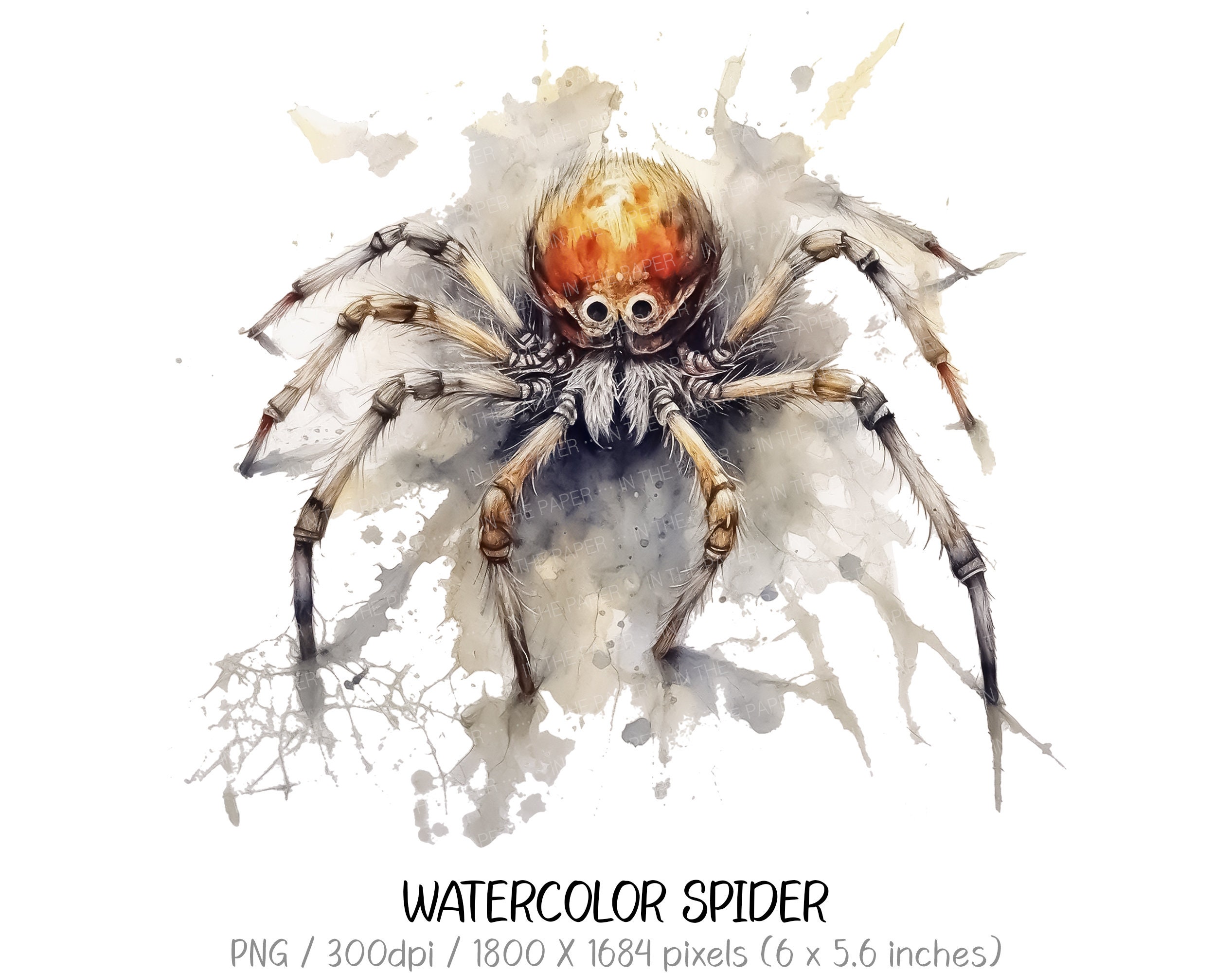 Watercolor Spider PNG Clip Art Tarantula Insect - Etsy