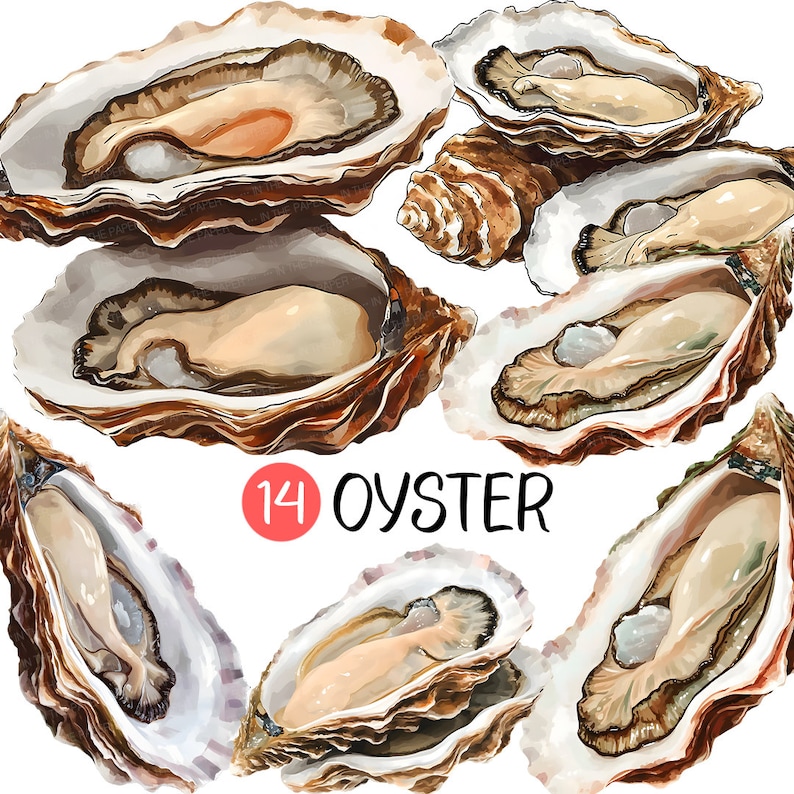 Oyster PNG Seafood Clip Art Illustration Planner Sticker Digital ...