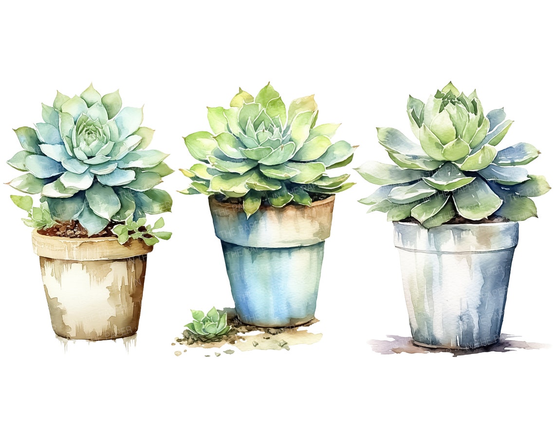 Watercolor Succulent Potted Plants PNG | Greenery Clipart Cactus Aloe ...