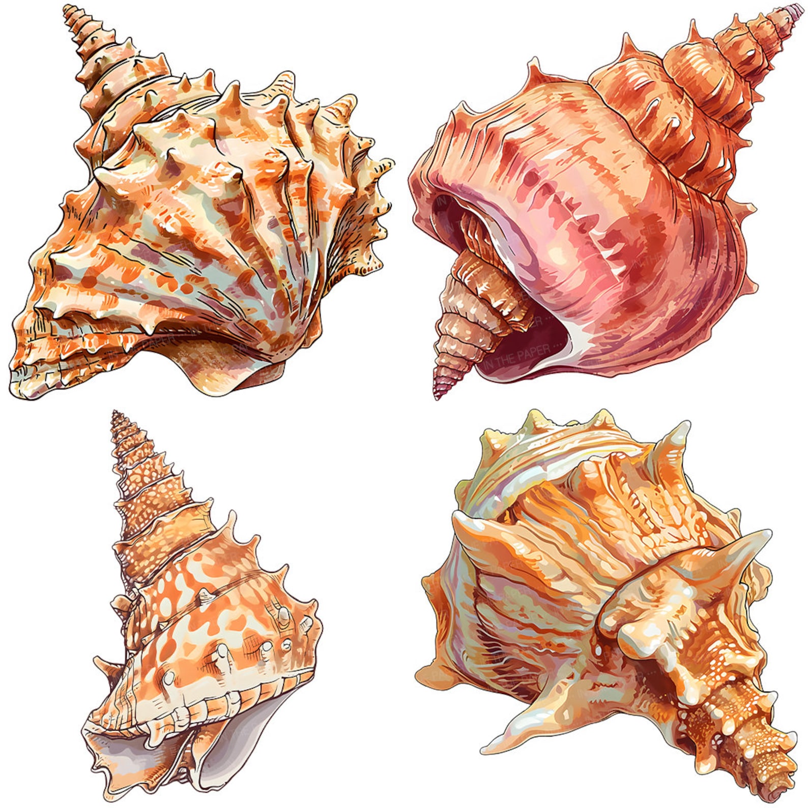 Conch Shell PNG Seashell Conch Clip Art Under the Sea Creature Seashell ...