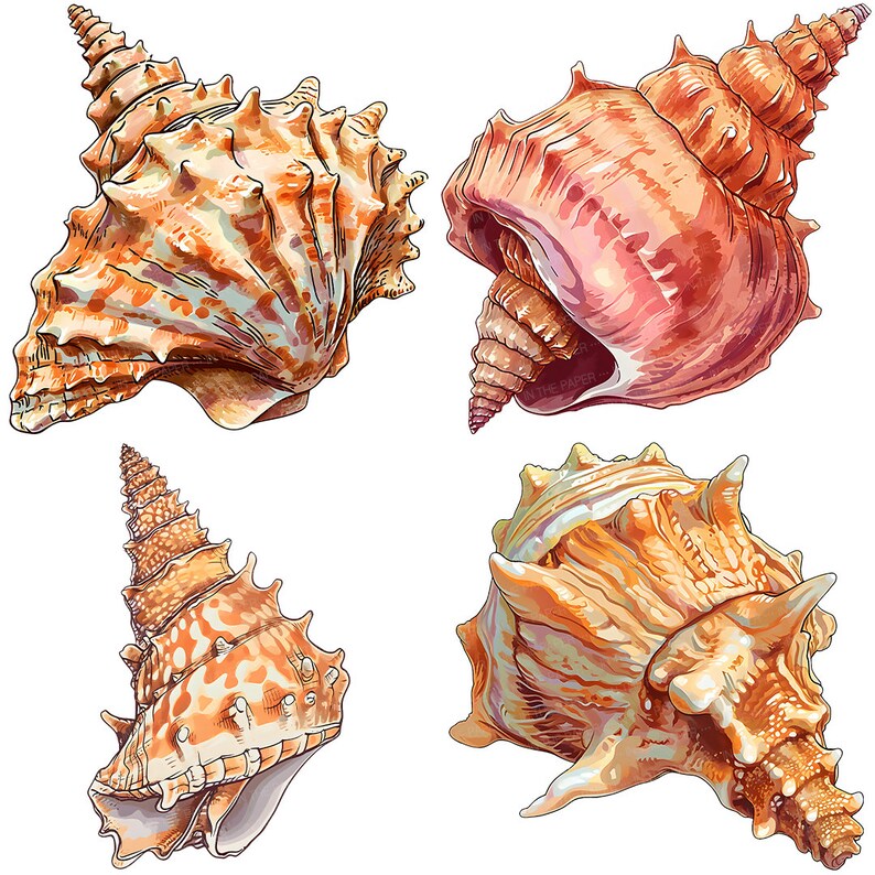 Conch Shell PNG Seashell Conch Clip Art Under the Sea Creature Seashell ...