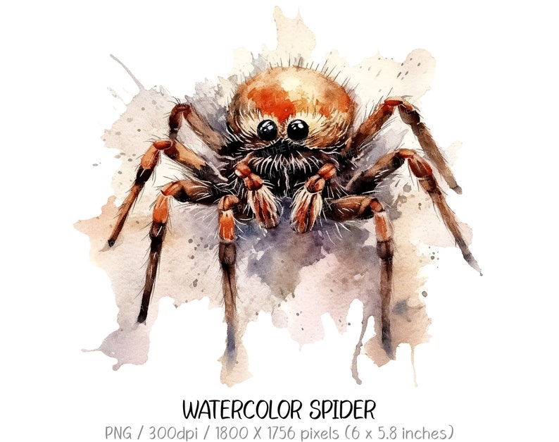 Watercolor Spider PNG Clip Art Tarantula Insect - Etsy