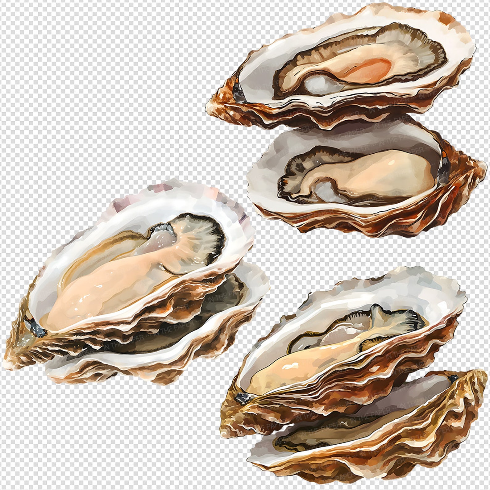 Oyster PNG Seafood Clip Art Illustration Planner Sticker Digital ...