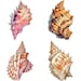 Conch Shell PNG Seashell Conch Clip Art Under the Sea Creature Seashell ...