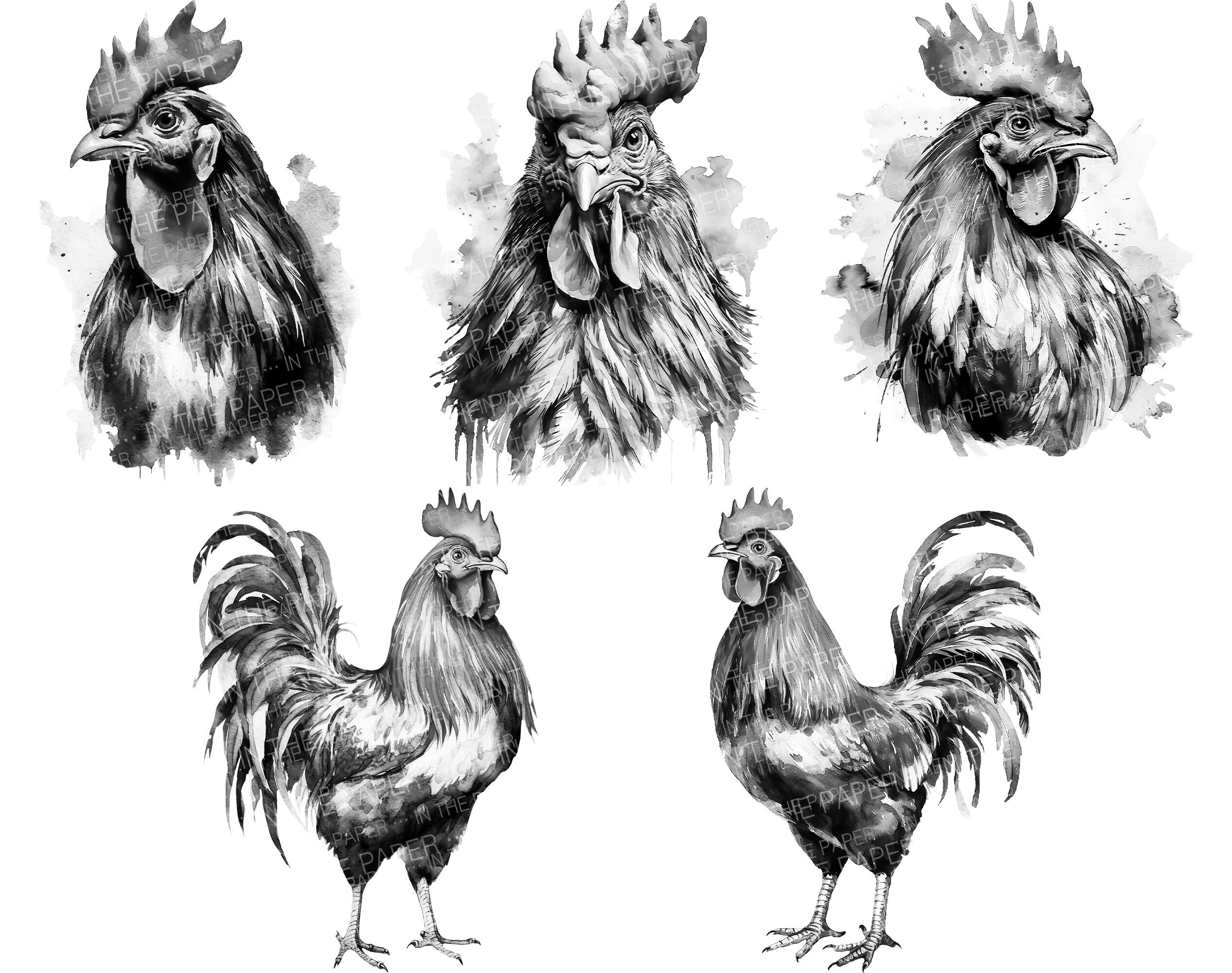 Grayscale Watercolor Rooster PNG Animal Clip Art Nursery Chicken Hen ...