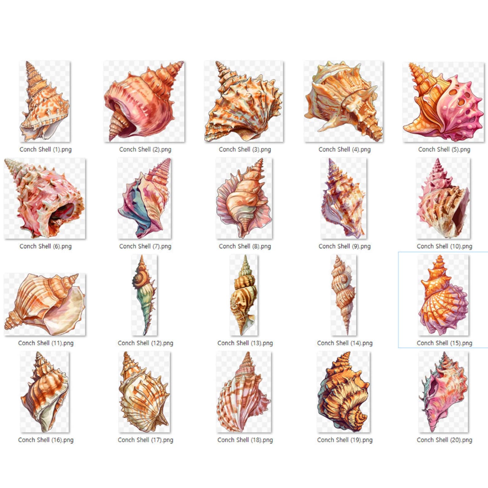 Conch Shell PNG Seashell Conch Clip Art Under the Sea Creature Seashell ...