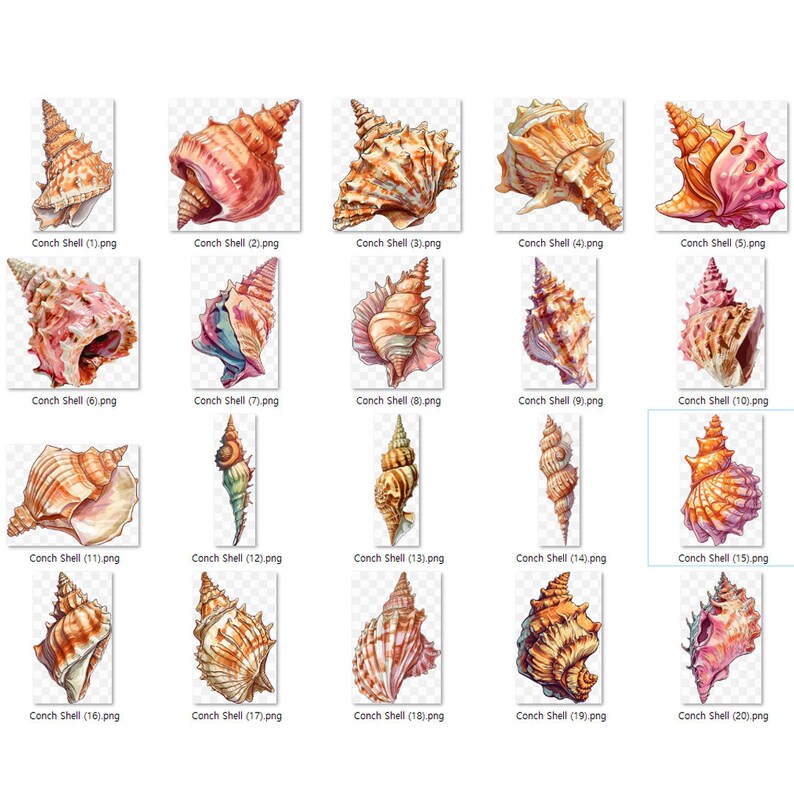Conch Shell PNG Seashell Conch Clip Art Under the Sea Creature Seashell ...