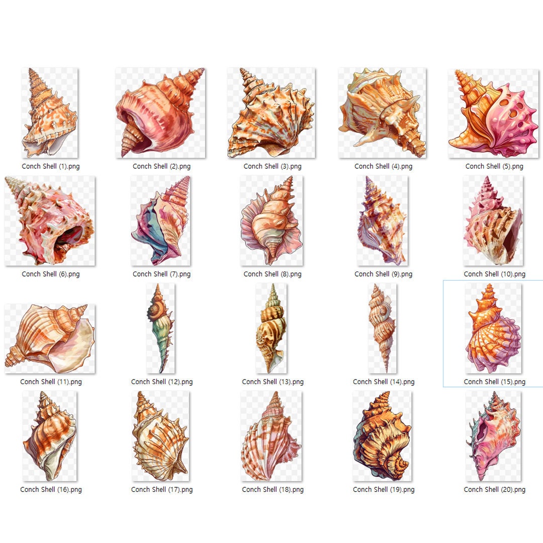 Conch Shell PNG Seashell Conch Clip Art Under the Sea Creature Seashell ...