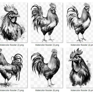 Grayscale Watercolor Rooster PNG Animal Clip Art Nursery Chicken Hen ...