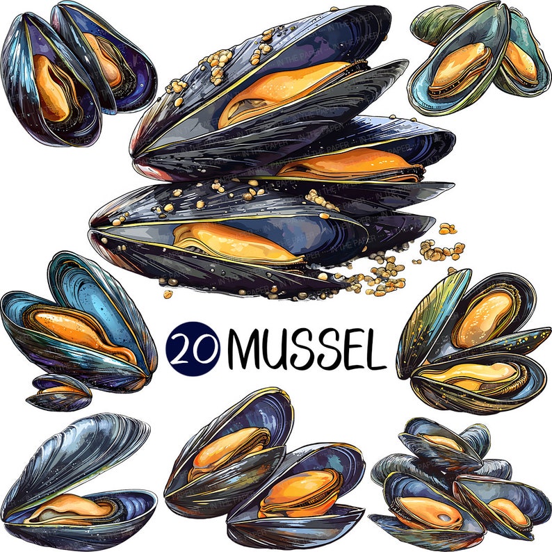 Mussels PNG | Seashell Clip Art Under the Sea Animal Seafood Planner ...