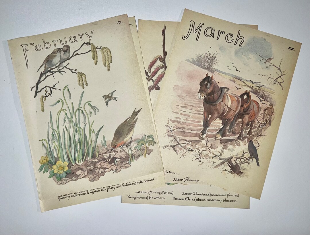 Edith Holden Book Pages February & March, Edwardian - Etsy
