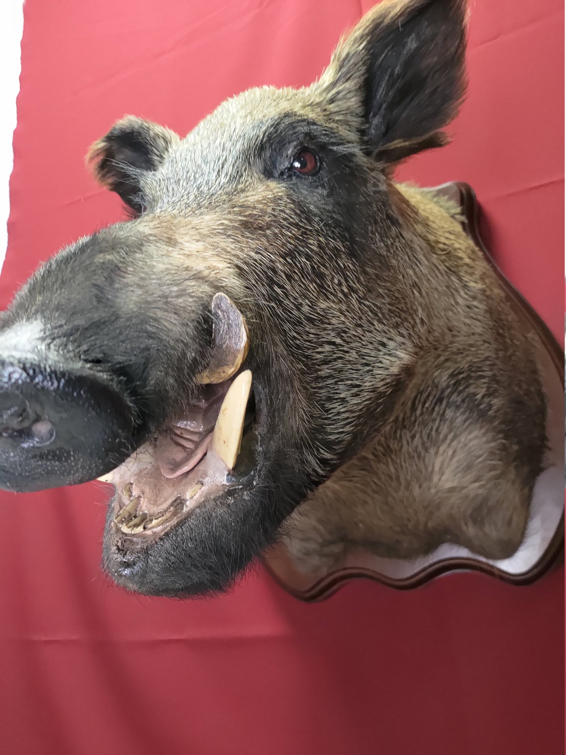 Wild boar taxidermy | Etsy