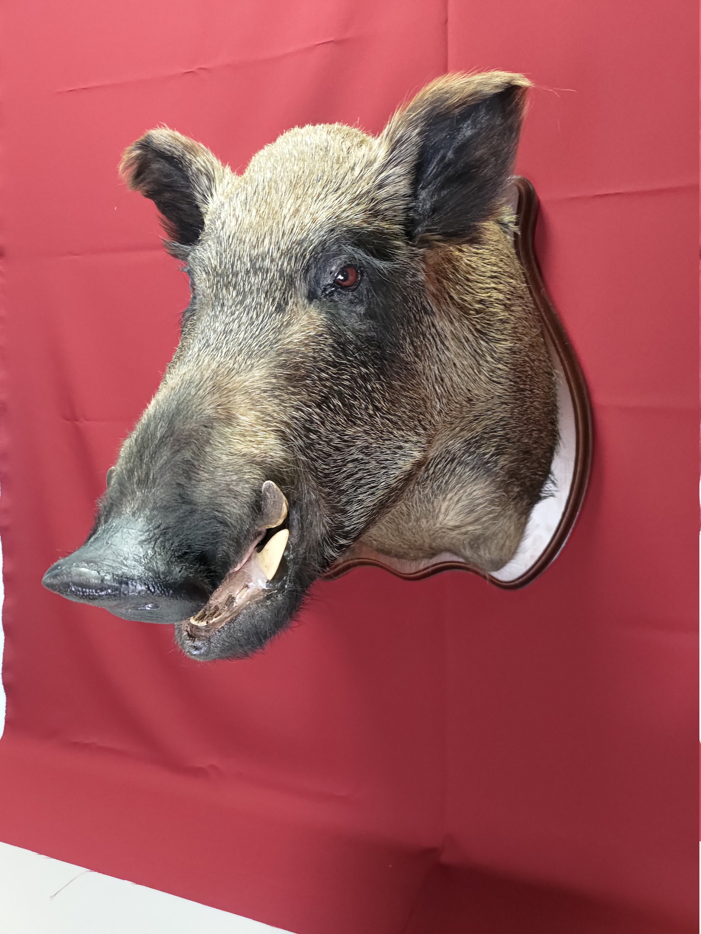 Wild boar taxidermy | Etsy