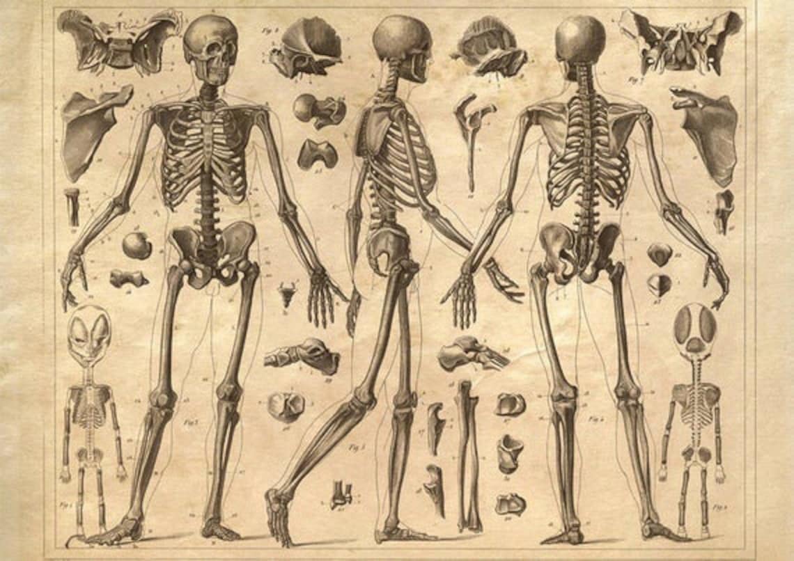Brilliant Vintage Anatomy Poster - Etsy