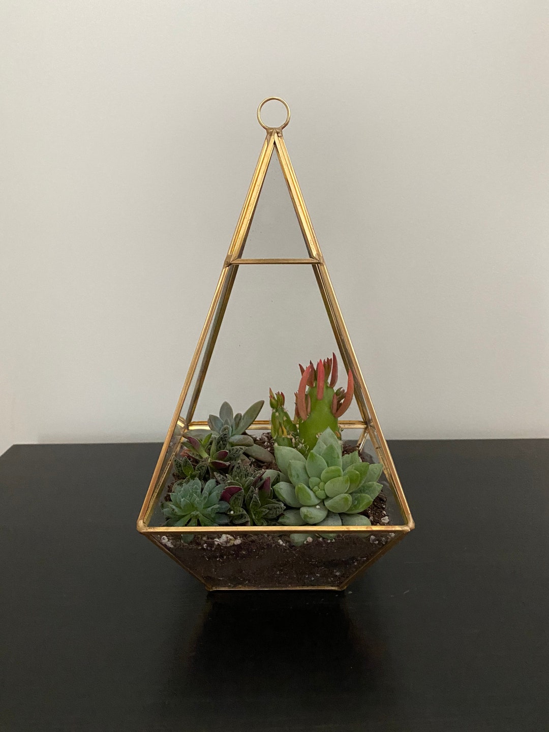 Tetra the Terrarium - Etsy