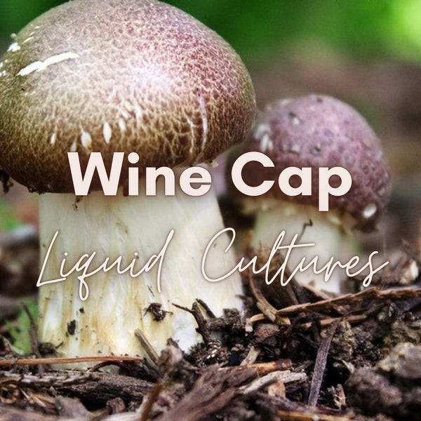 Wine Cap Mushroom Spawn - Etsy
