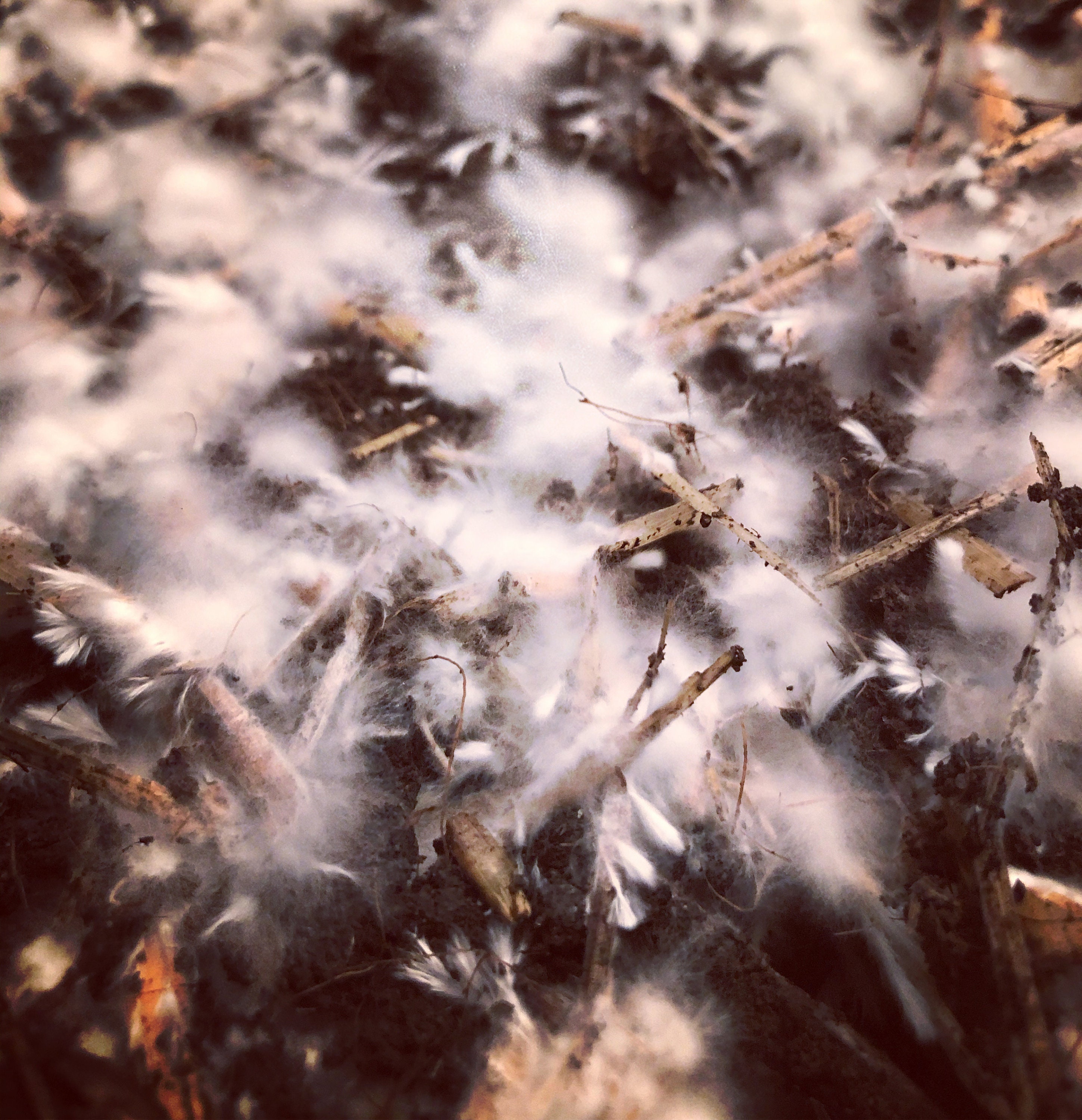 MILKY WHITE Live Gourmet Mushroom Mycelium Liquid Culture Calocybe ...