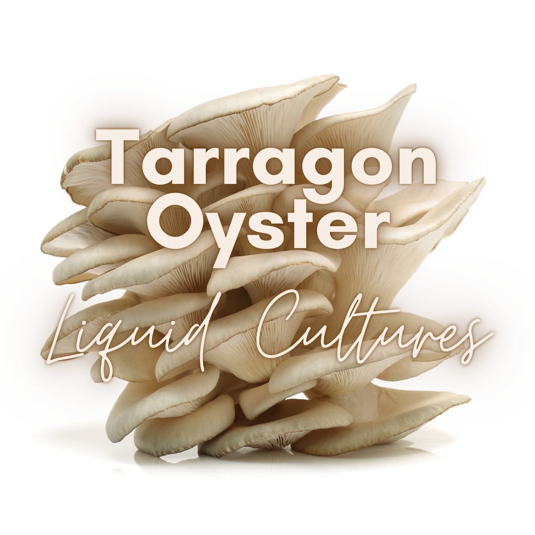 TARRAGON OYSTER Live Gourmet Mushroom Mycelium Liquid Culture - Etsy