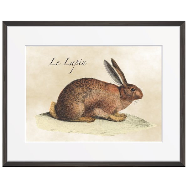 French Rabbit - Etsy