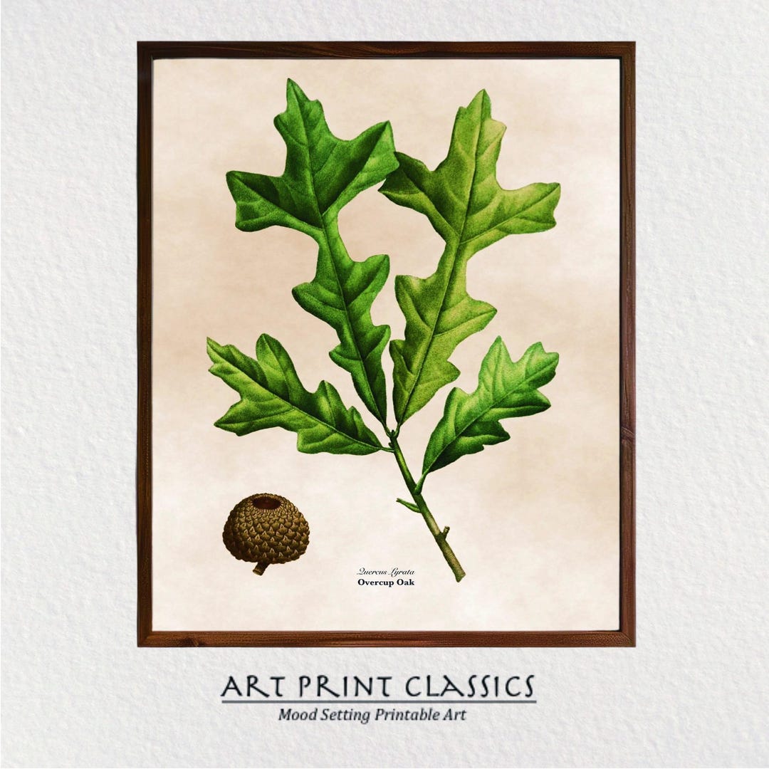Oak Leaf With Acorn Illustration Art Printable, Vintage Botanical ...