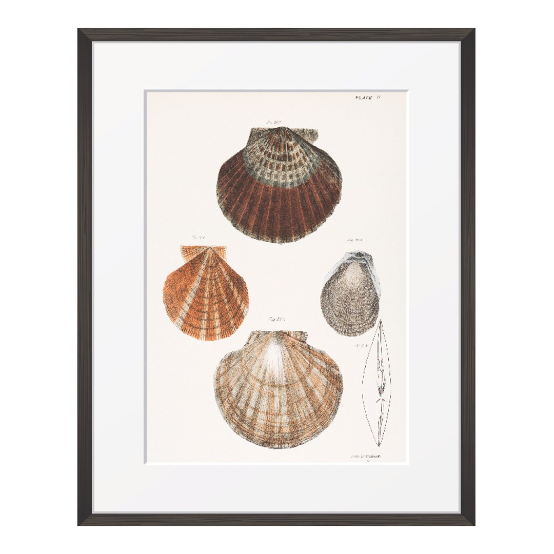 Seashells Printable Vintage Shells Illustration Printable Wall Art ...