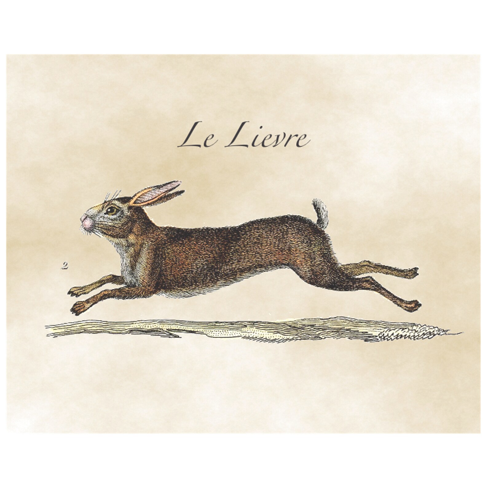 Vintage French Rabbit Watercolor Illustration Le Lievre or the - Etsy