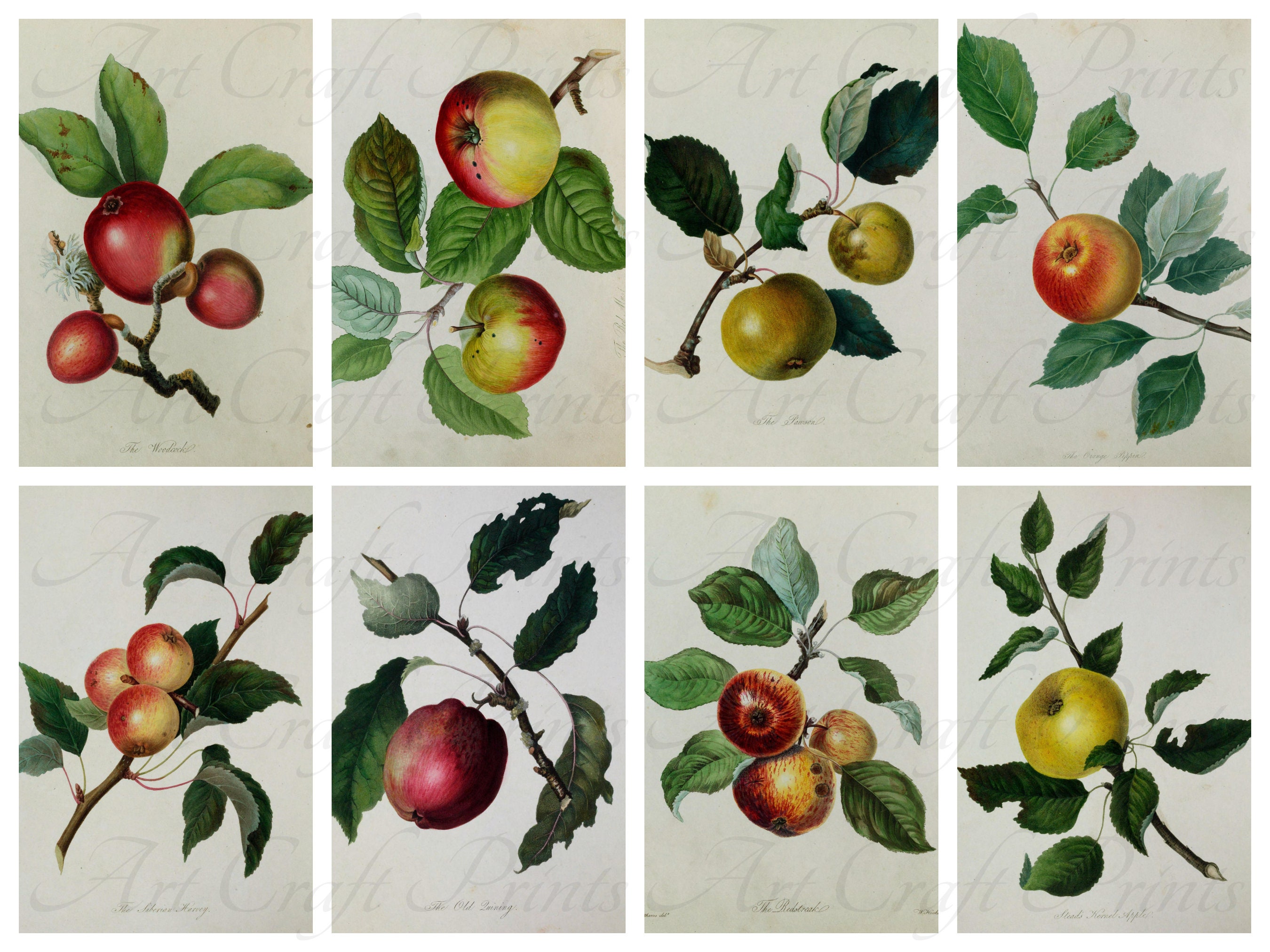 40 APPLE FRUIT SET #1 - Digital Collage Sheets Apples, Vintage Cards ...