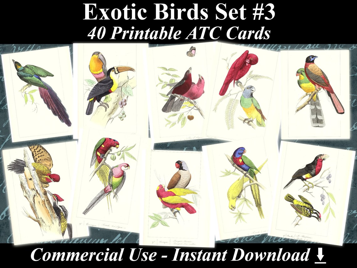 40 AVES EXÓTICAS SET 3 Hojas de collage digitales Aves, Tarjetas ...